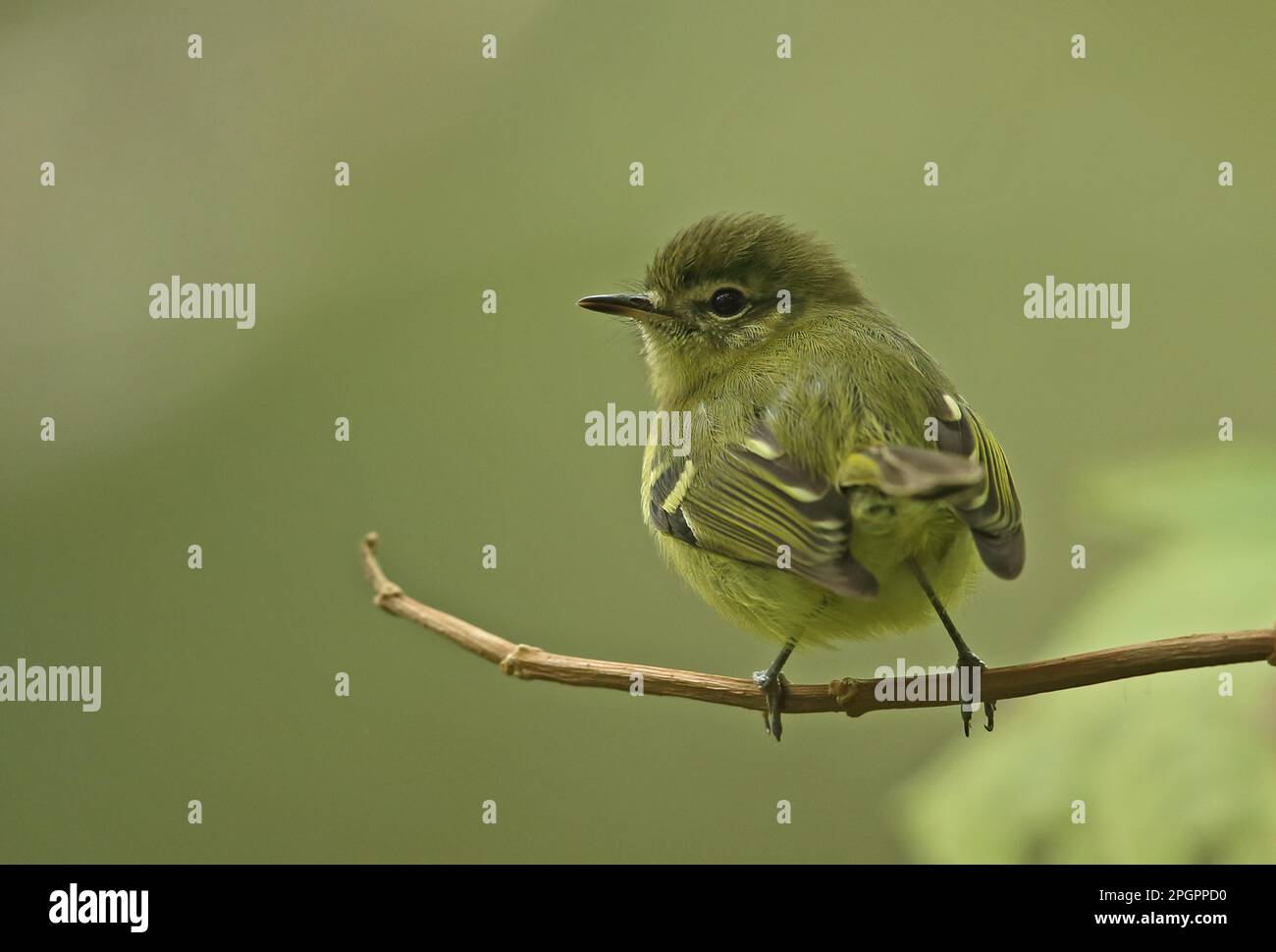 Speckled cheeked tachuri (Phylloscartes ventralis ventralis), adult ...
