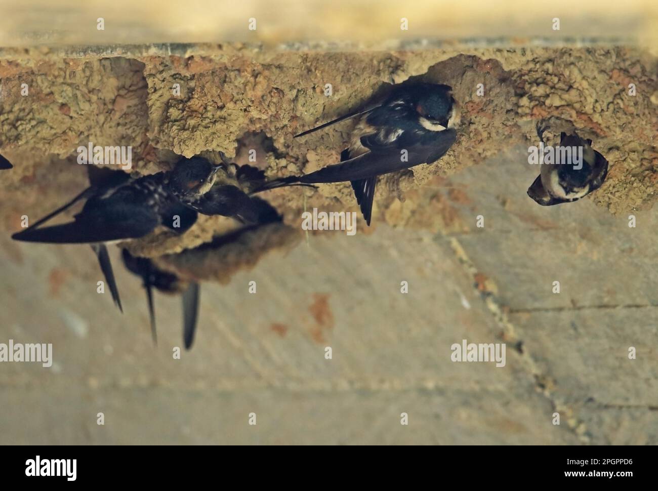 Rusty-sleeping Swallow, Rusty-sleeping Swallows, songbirds, animals ...