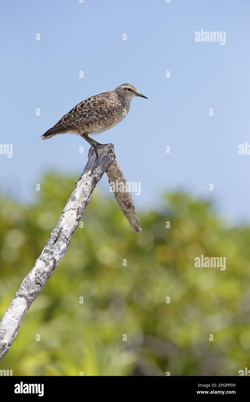 Christmas sandpiper hi-res stock photography and images - Alamy
