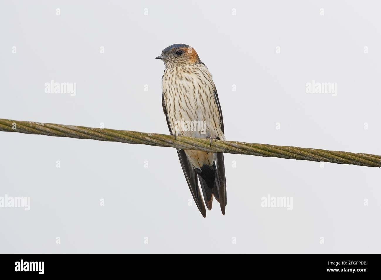 Brown-crowned Swallow, Brown-crowned Swallows, Songbirds, Animals ...