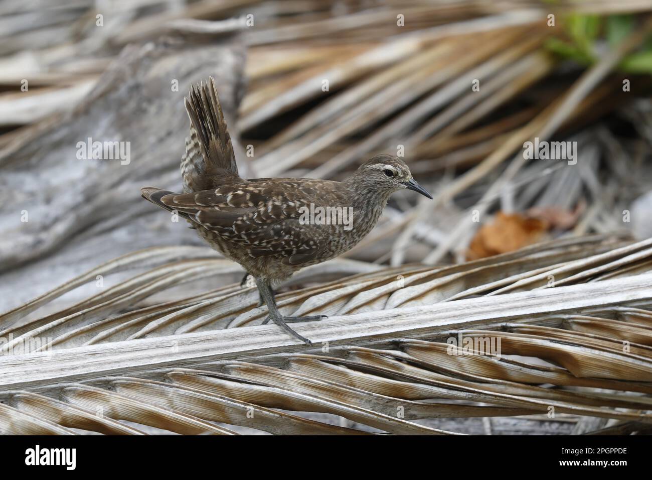 Christmas sandpiper hi-res stock photography and images - Alamy