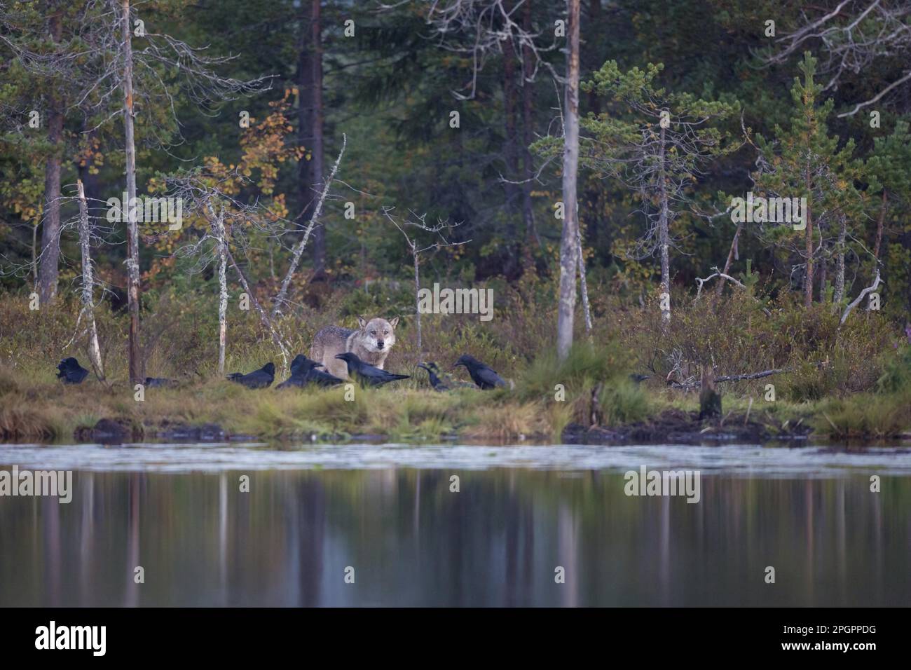 European gray wolf (Canis lupus lupus) adult, with flock of common ...