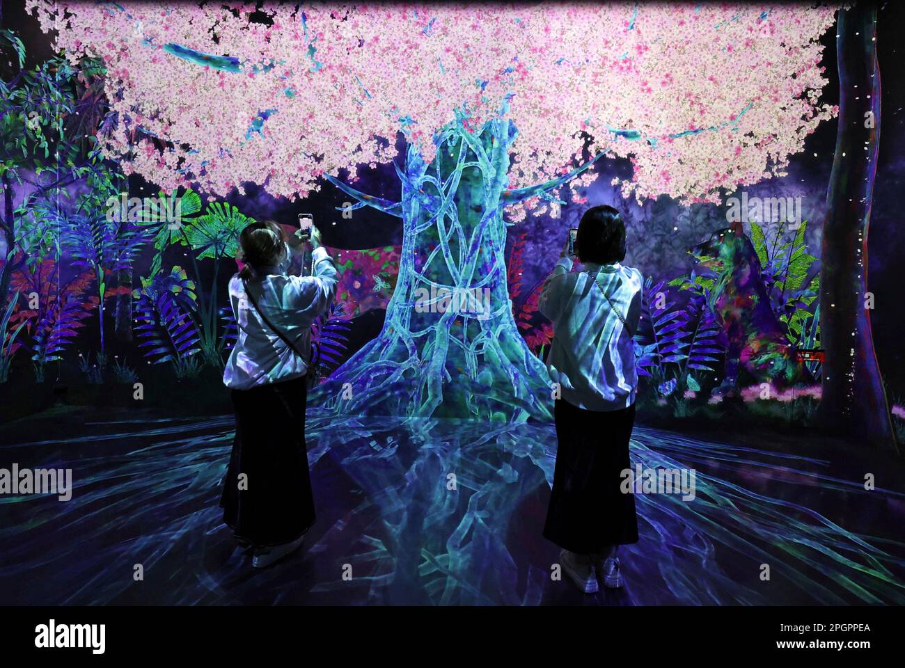 teamLab★Forest unveils spring scenery cherry blossoms in full bloom at ...