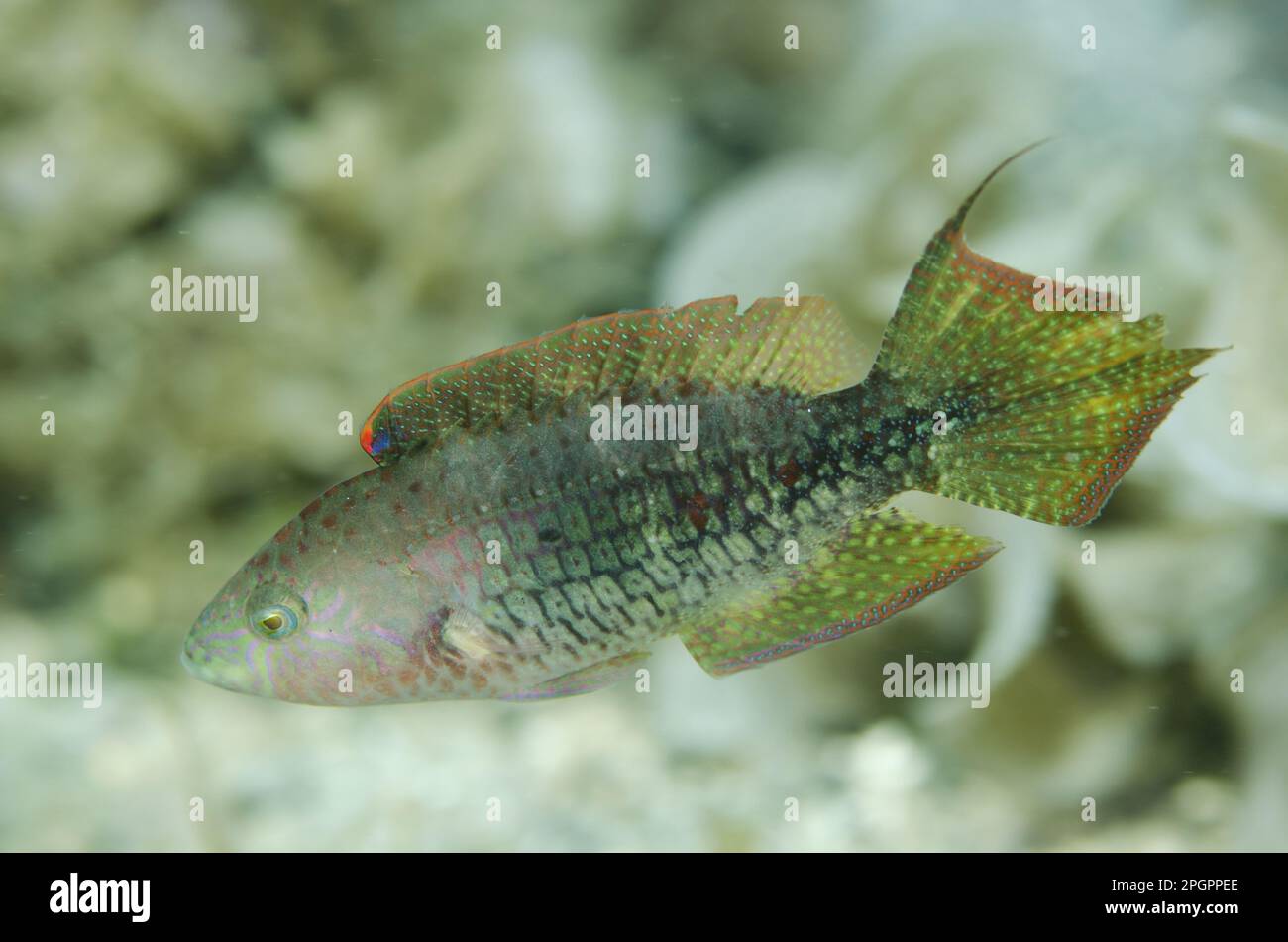 Two-spot Wrasse (Oxycheilinus bimaculatus) adult, swimming, Lembeh ...