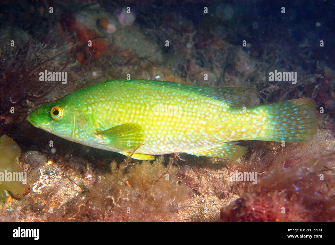 Ballan wrasse (Labrus bergylta), Spotted wrasse, Other animals, Fish ...