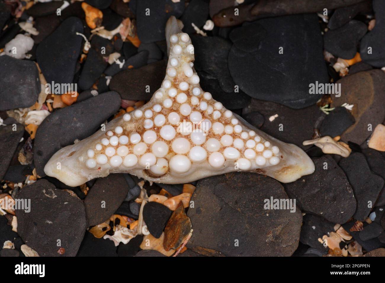 Ballan ballan wrasse (Labrus bergylta) 'Ballan cross', flattened teeth ...