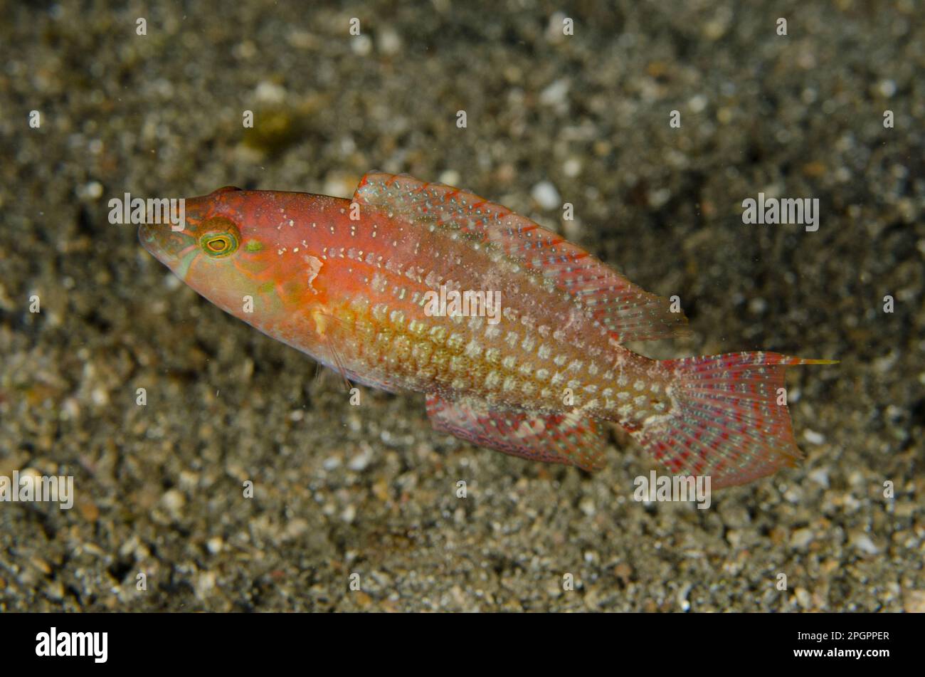 Two-spot Wrasse (Oxycheilinus bimaculatus) adult, swimming over black ...