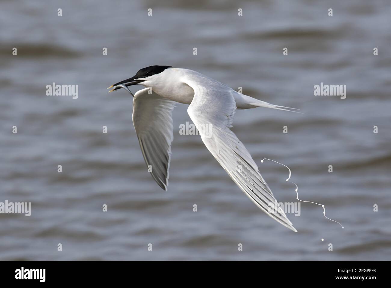 Sandwich tern with sand eel in flight and defecating, Scolt Head Island ...