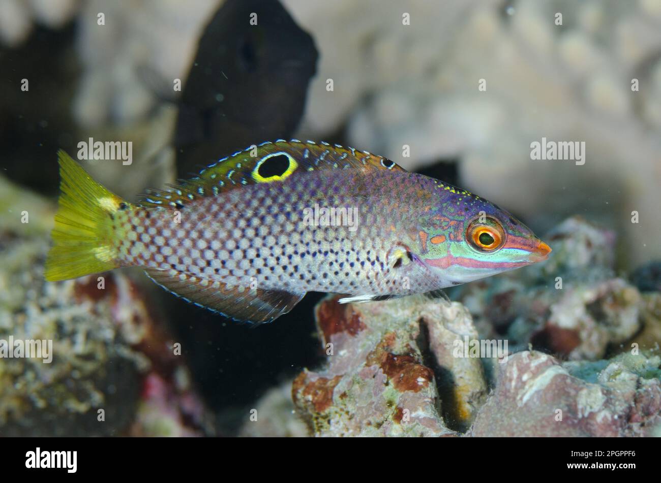 Checkerboard Wrasse (Halichoeres hortulanus) immature, swimming, Tatawa ...