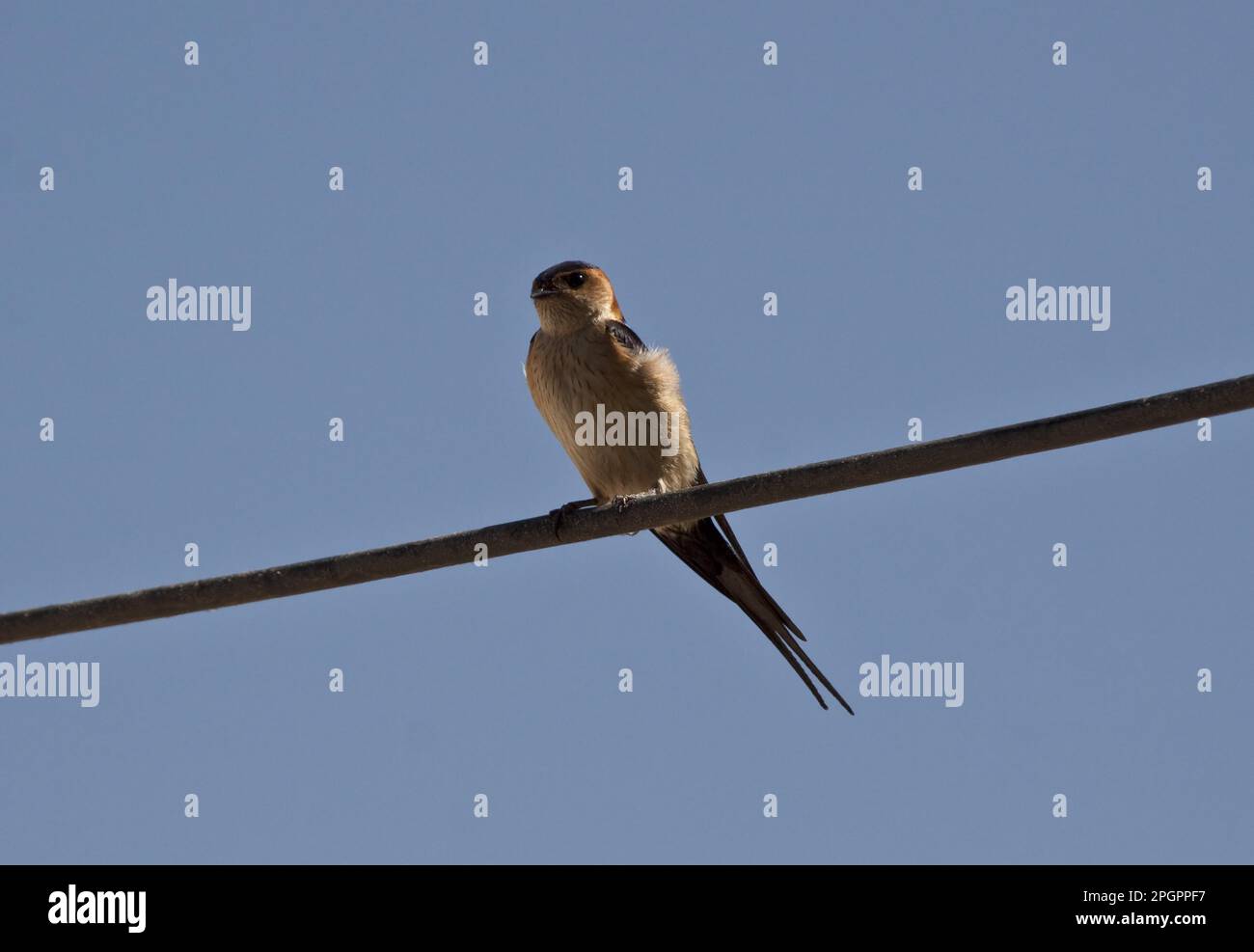 Red-rumped swallow (Hirundo daurica), red-rumped swallows, songbirds ...