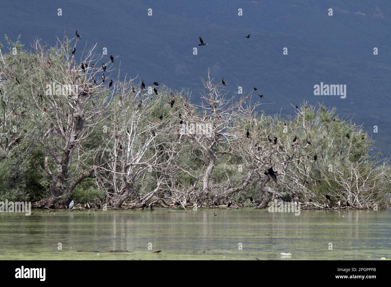 Cormorant nesting colony at Lake Kerkini Northern Greece Stock Photo ...