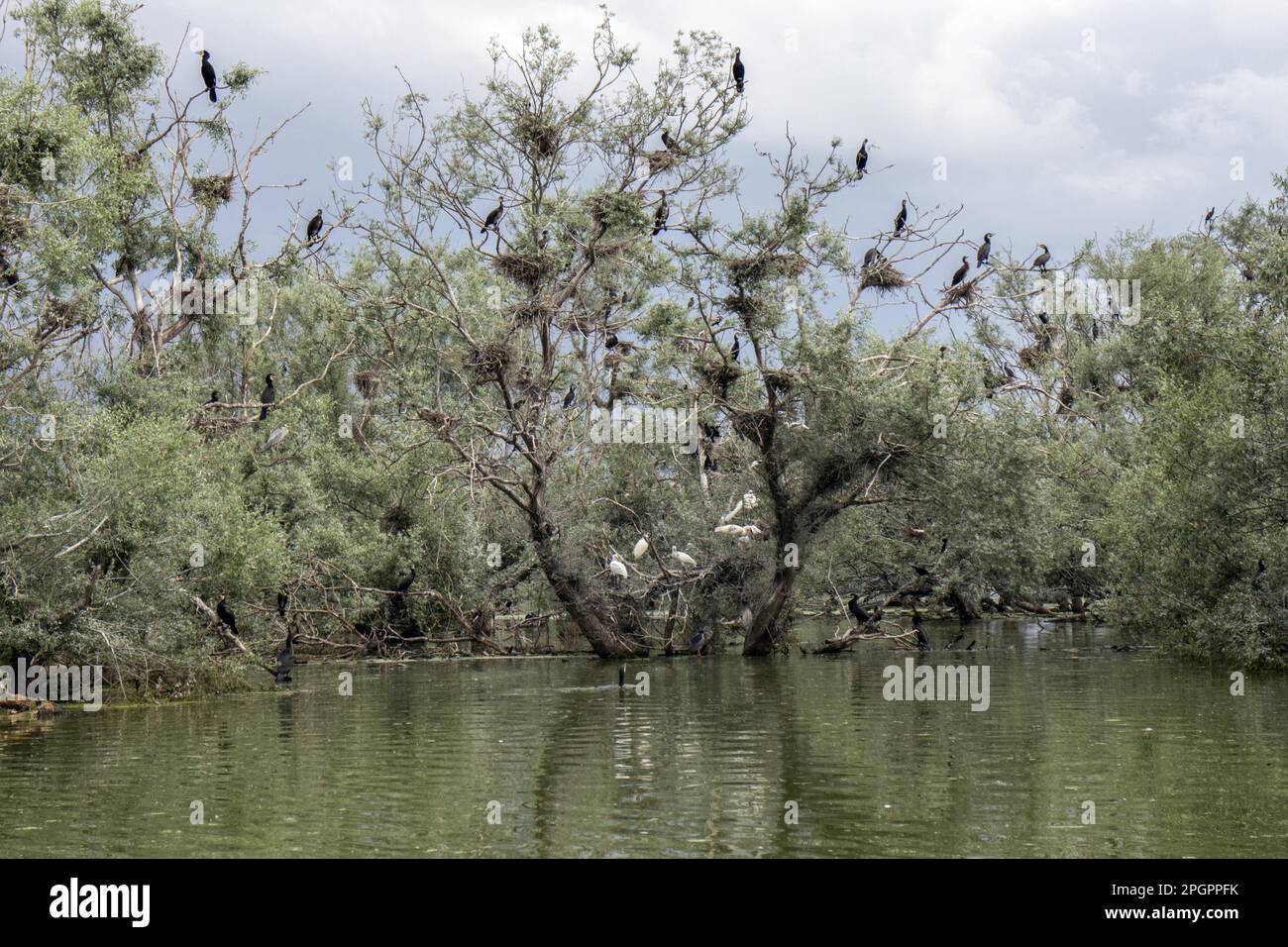 Cormorant and Spoonbill Nesting Colony at Lake Kerkini Northern Greece ...