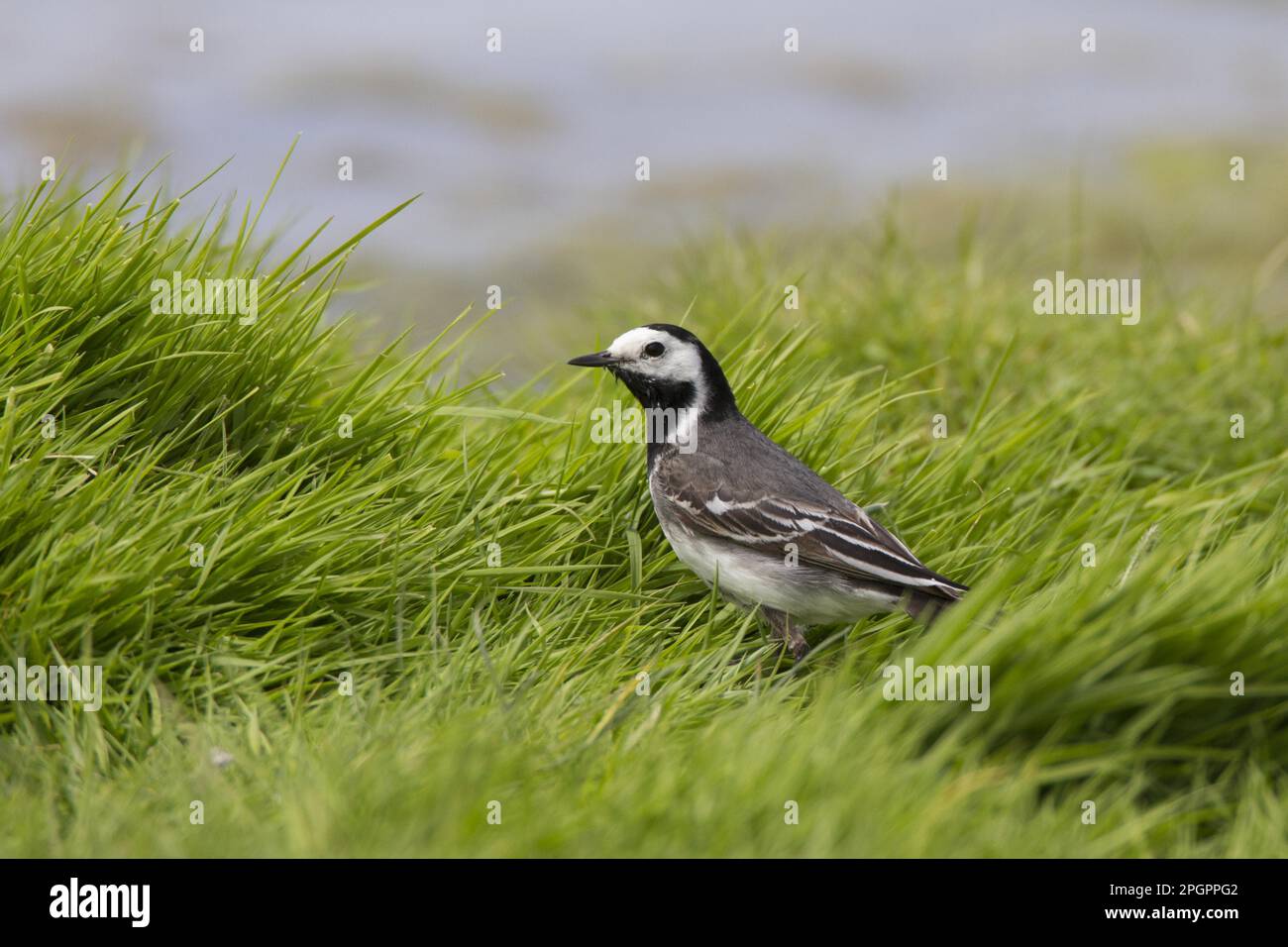 Pied Wagtail, Wagtails, Songbirds, Animals, Birds, Pied Wagtail female ...