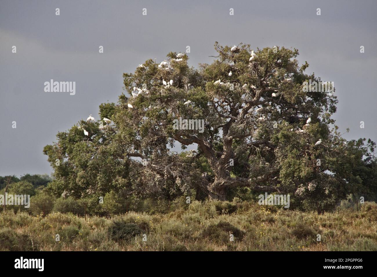 400 year old oaks where there is a colony of 1, 000 pairs of spoonbills ...