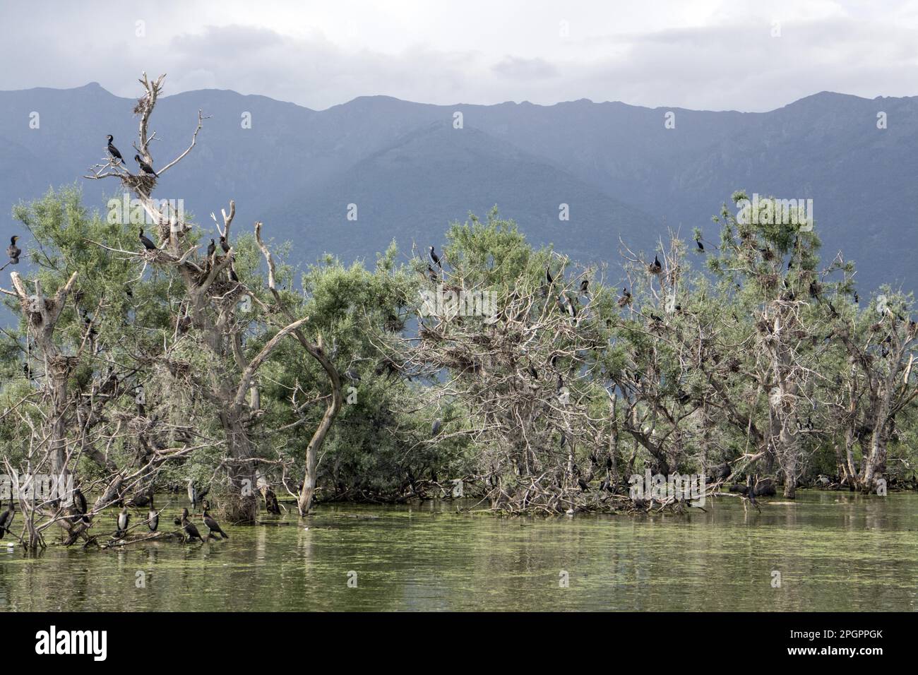 Cormorant nesting colony at Lake Kerkini Northern Greece Stock Photo ...