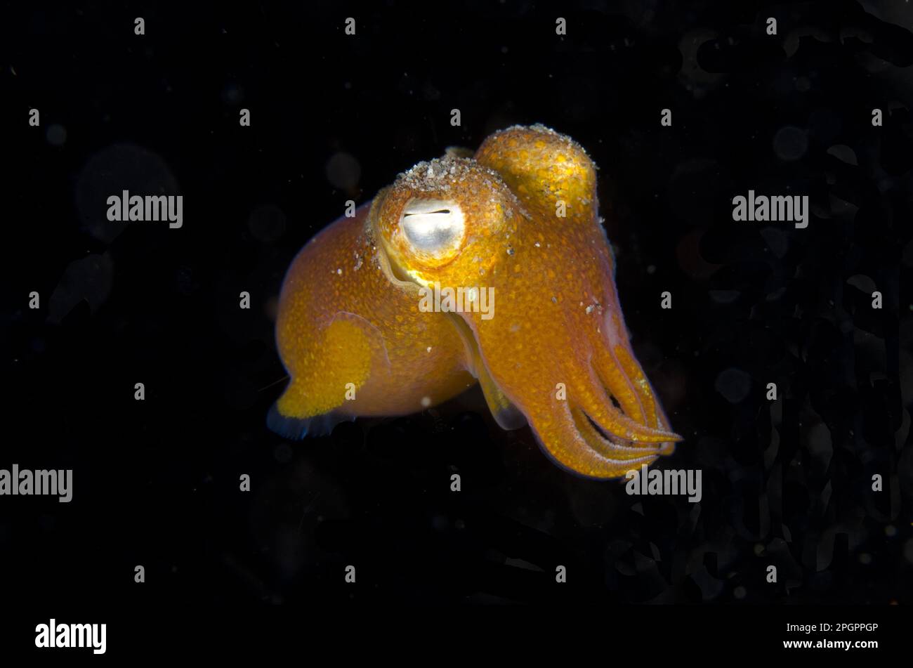 Bottletail sepia, Bottletail sepia, Squid, Cuttlefish, Other animals ...