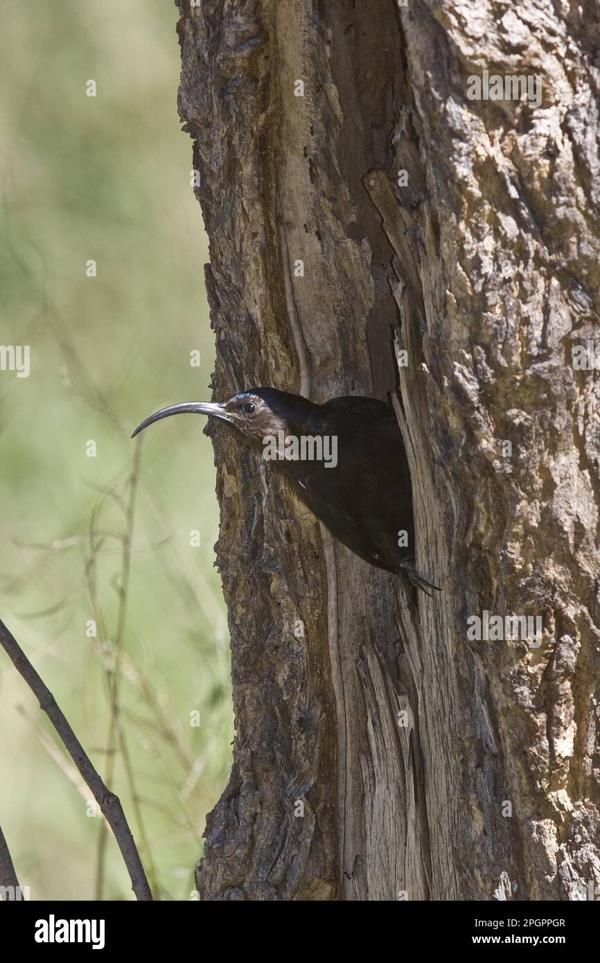 Greater Scimitarbill at nesting hole in tree Stock Photo - Alamy