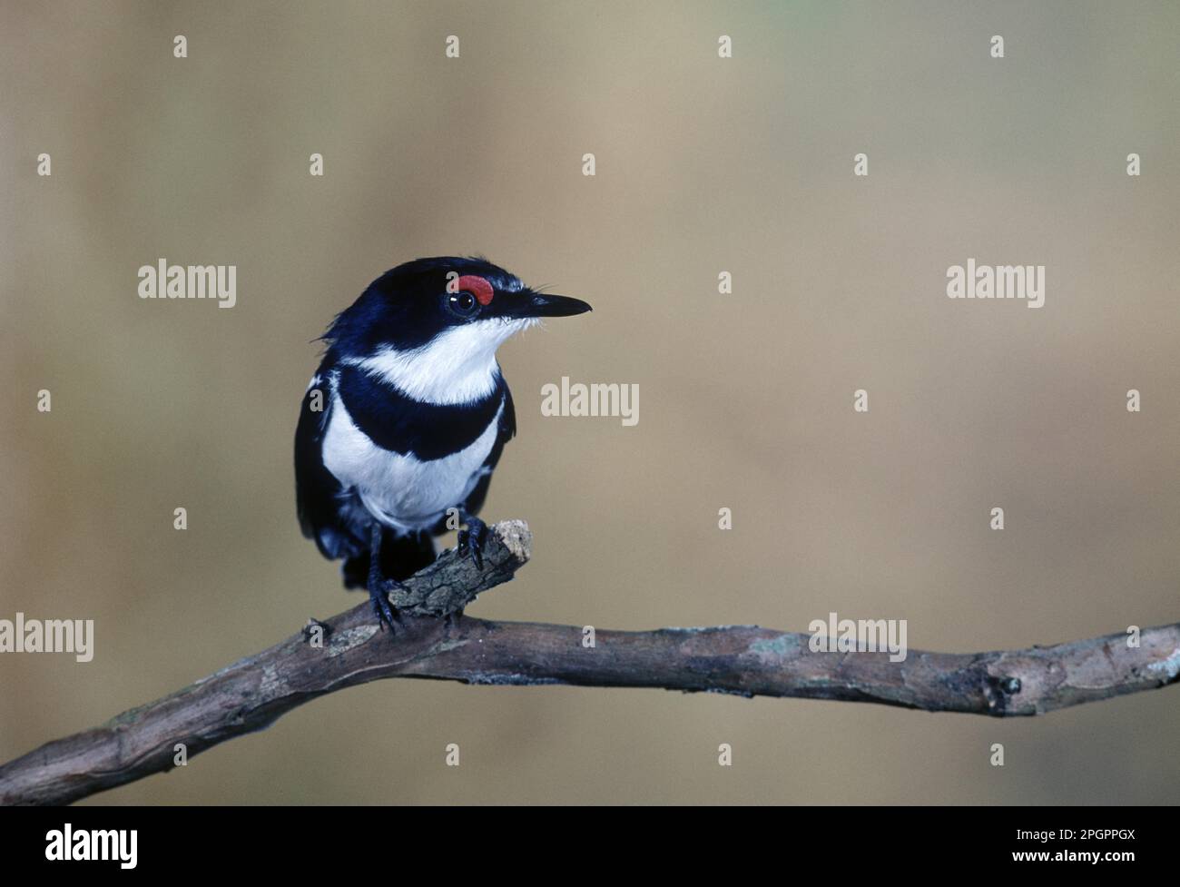 Black-throated Wattle-eye, Songbirds, Animals, Birds, Black throated ...