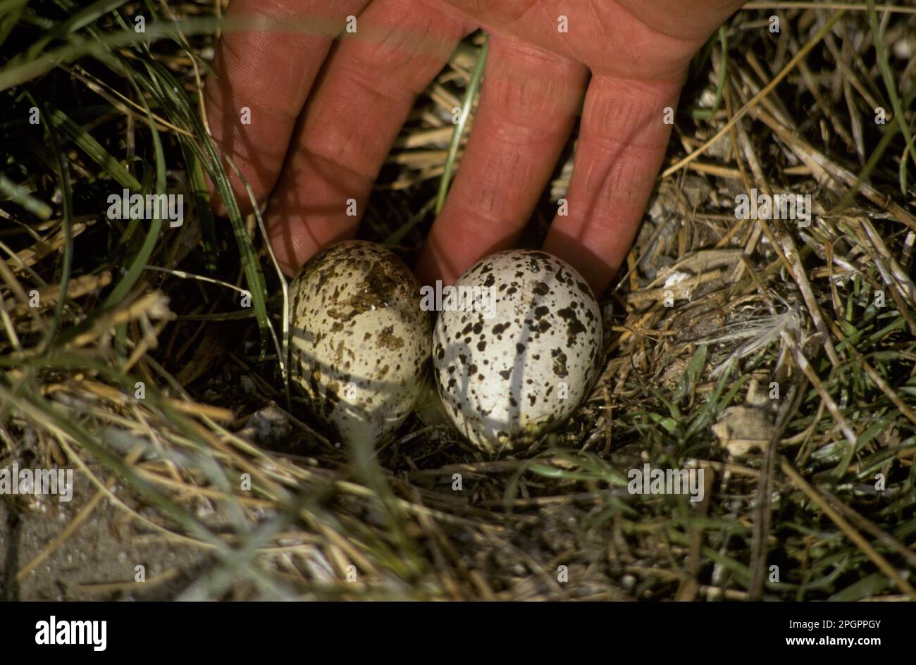 Sandwich tern, sandwich terns (Thalasseus sandvicensis), Tern, Animals ...