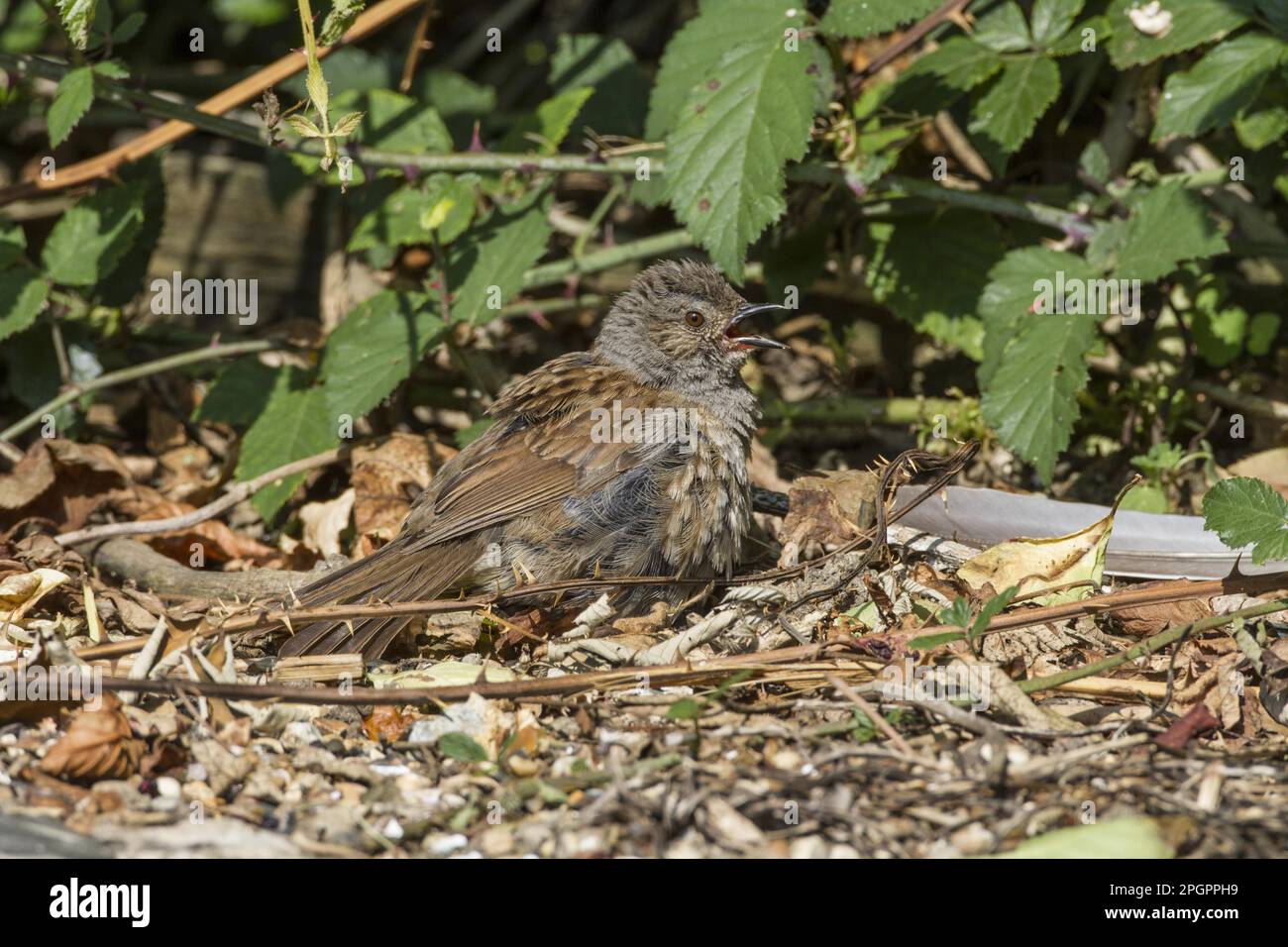 Dunnock sunbathing on woodland edge, Dunnock, Dunnock, songbirds ...