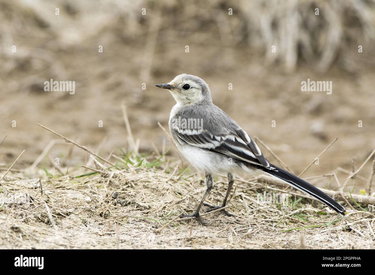 Pied Wagtail, Wagtails, Songbirds, Animals, Birds, Juvenile Pied ...