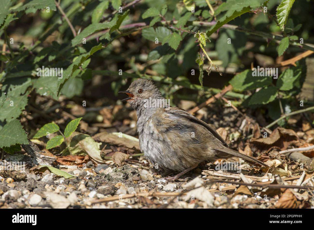 Dunnock sunbathing on woodland edge, Dunnock, Dunnock, songbirds ...