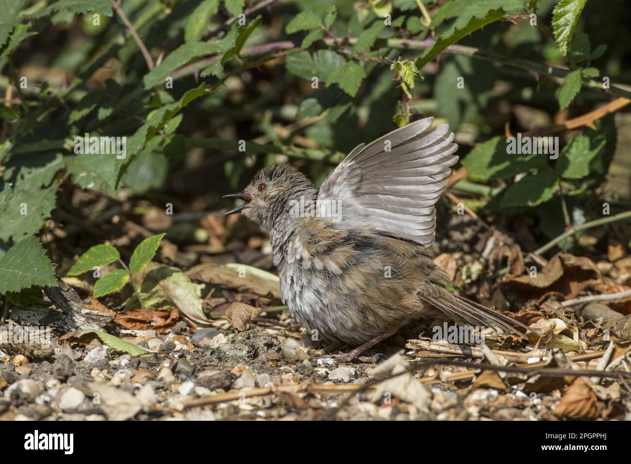 Dunnock sunbathing on woodland edge, Dunnock, Dunnock, songbirds ...