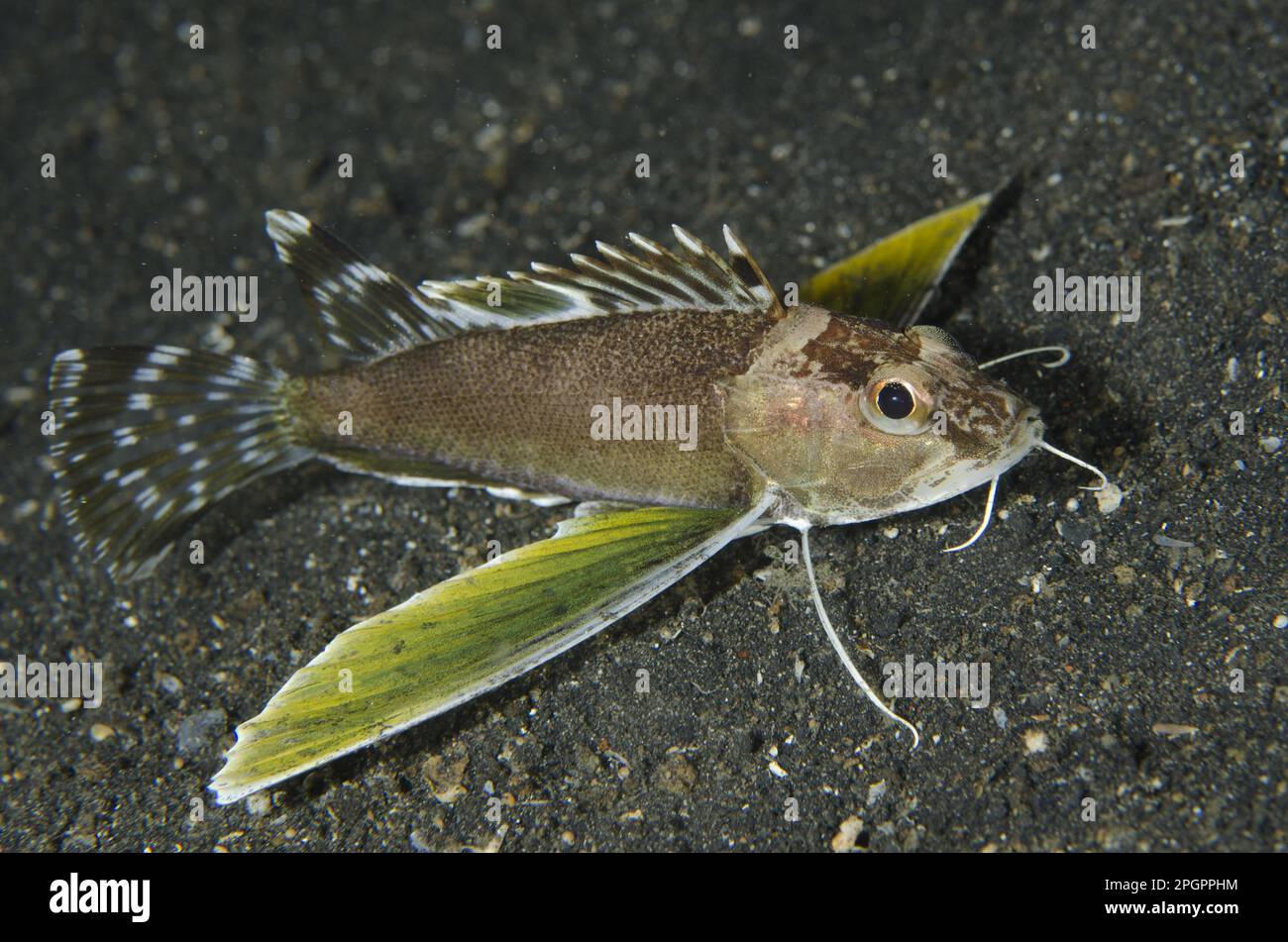Bearded Waspfish, Bearded Waspfish, Other animals, Fishes, Animals ...