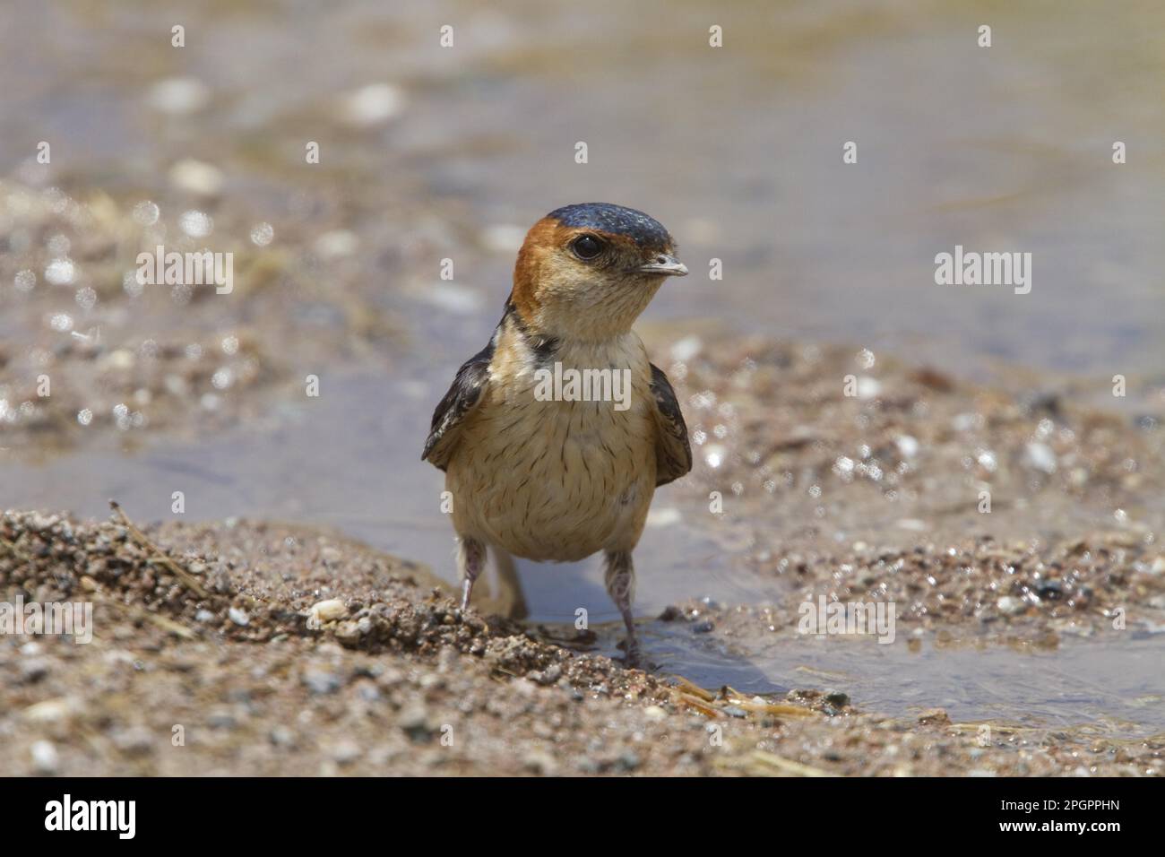 Red-rumped swallow (Hirundo daurica), Red-rumped Swallows, Songbirds ...