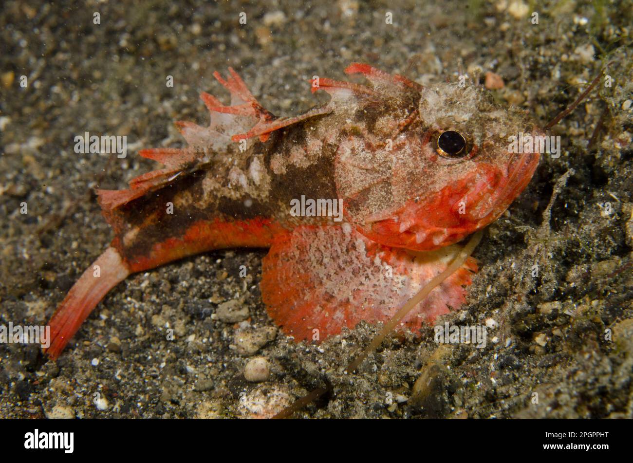Adult whiteface waspfish (Richardsonichthys leucogaster) resting on ...