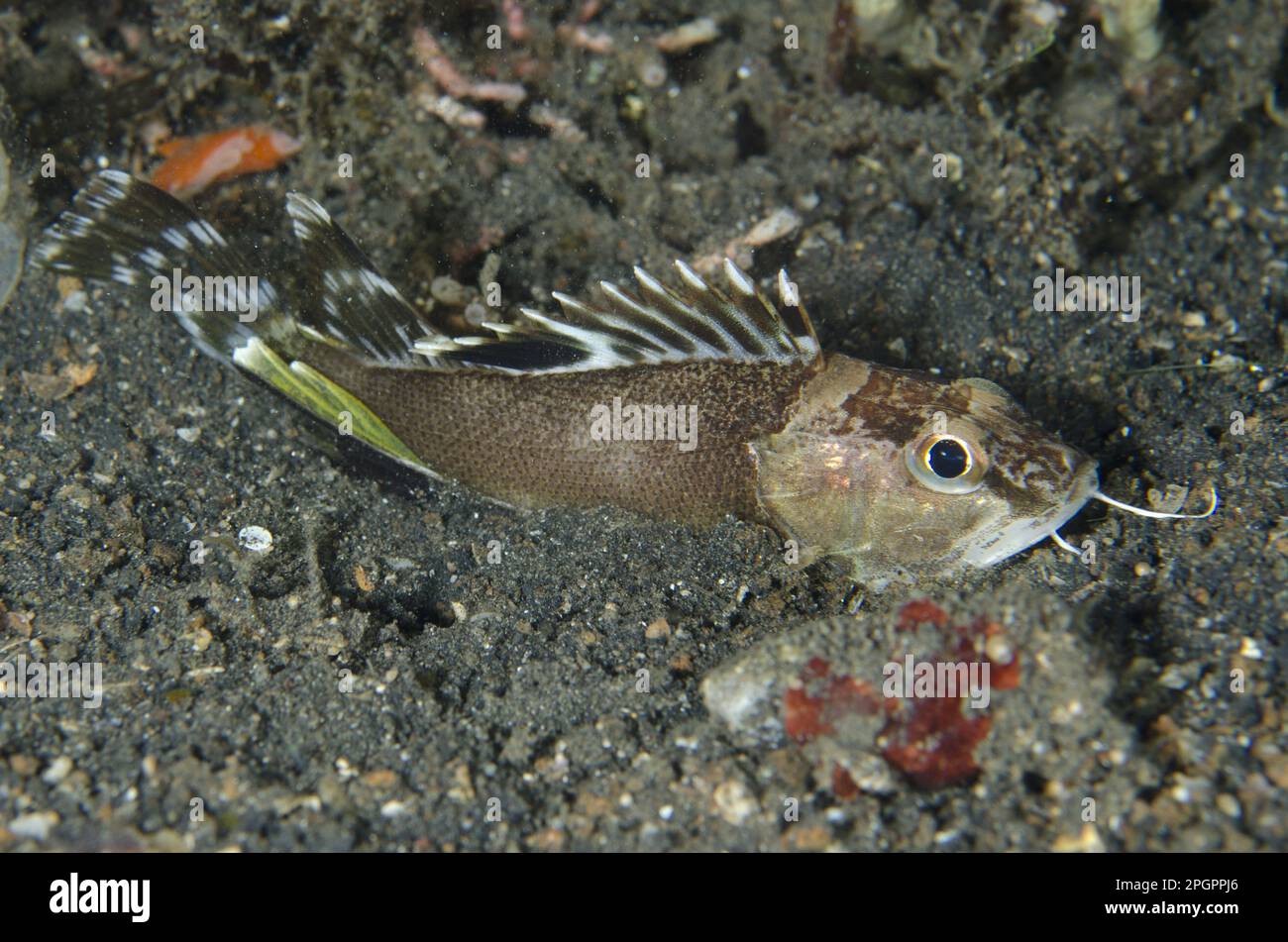 Bearded Waspfish, Bearded Waspfish, Other Animals, Fish, Animals ...