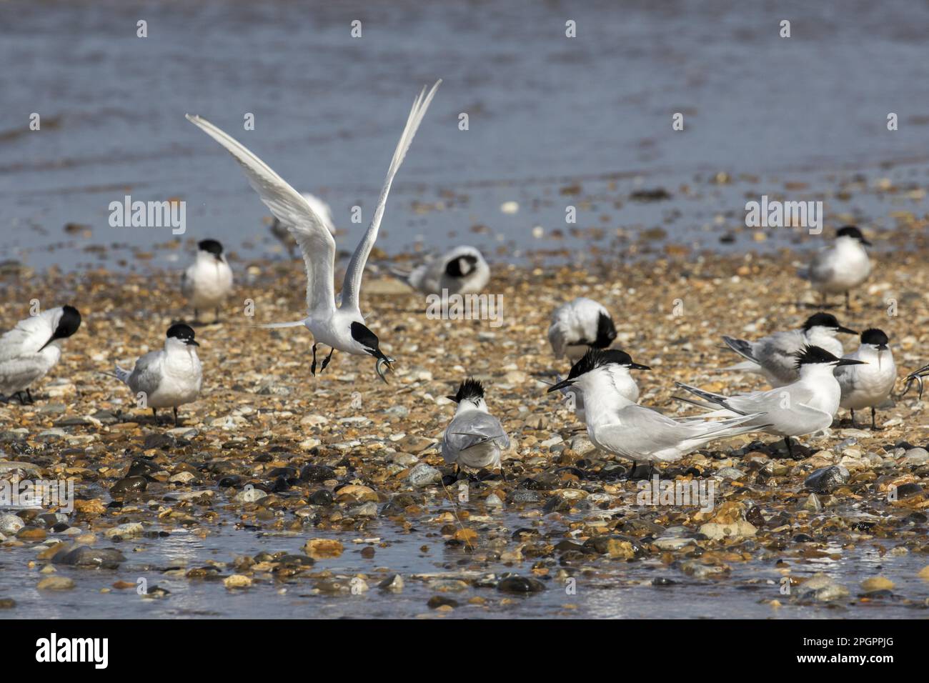 Sandwich tern flies with sand eel over other birds on pebble spit at ...
