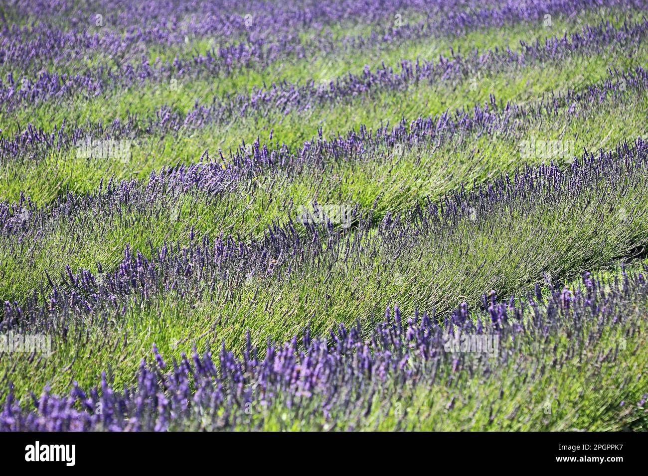 Lavender rows - New Zealand Stock Photo - Alamy