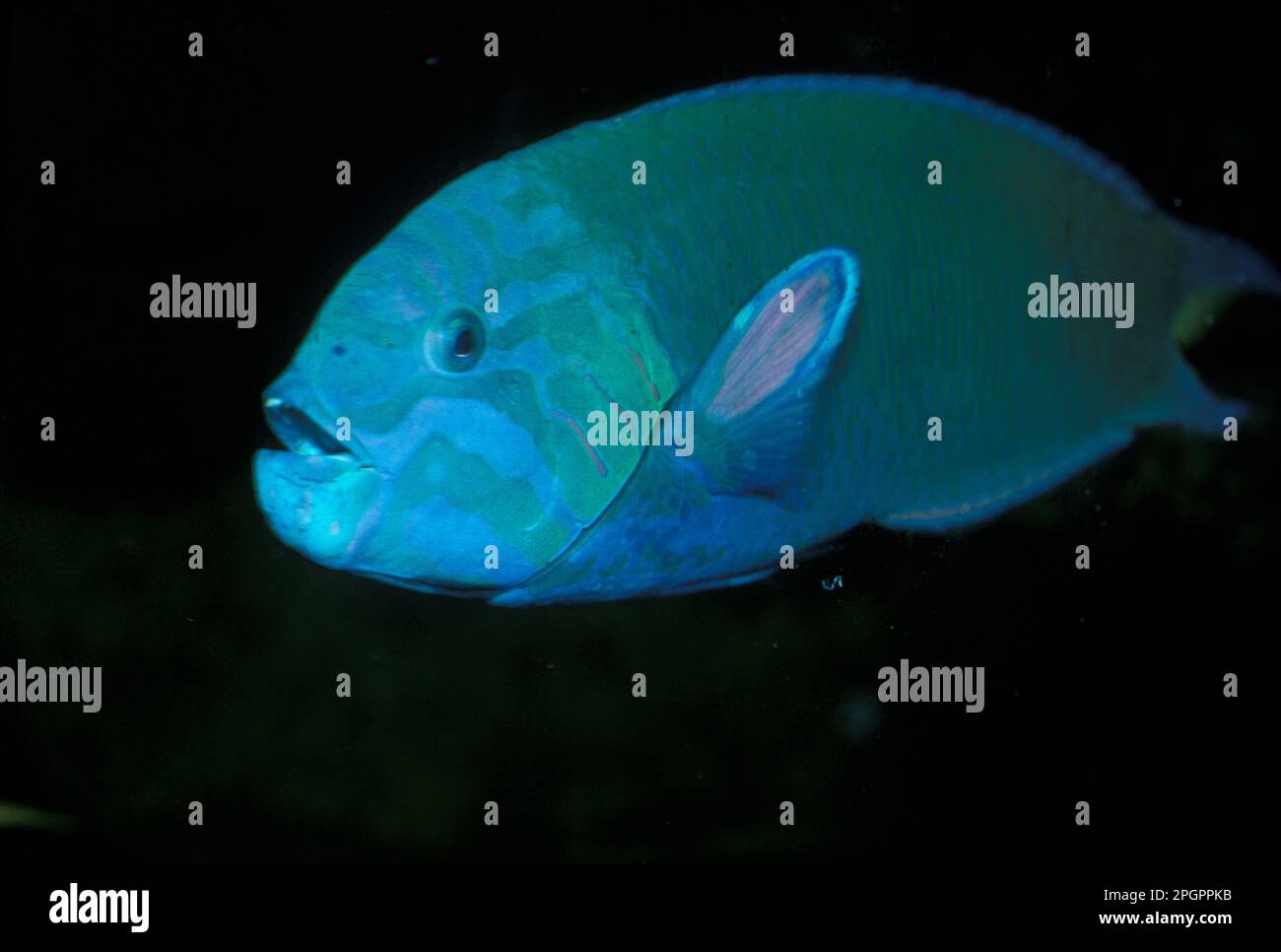 Moon Wrasse, Moon Wrasse, Other Animals, Fish, Animals, Wrasse, Moon ...