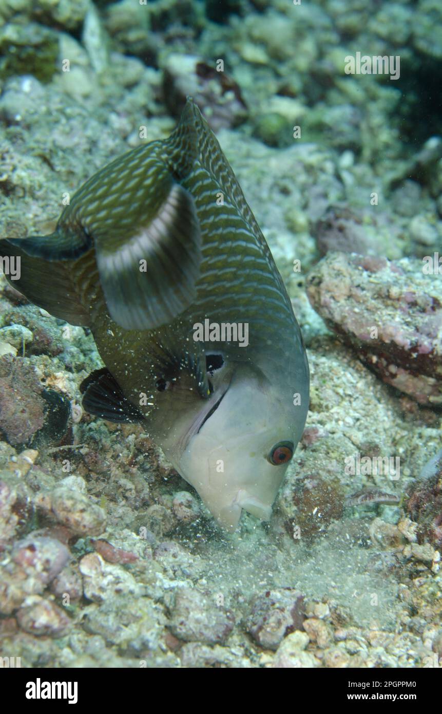 Tree wrasse, Tree wrasse, Other animals, Fish, Animals, Wrasse ...