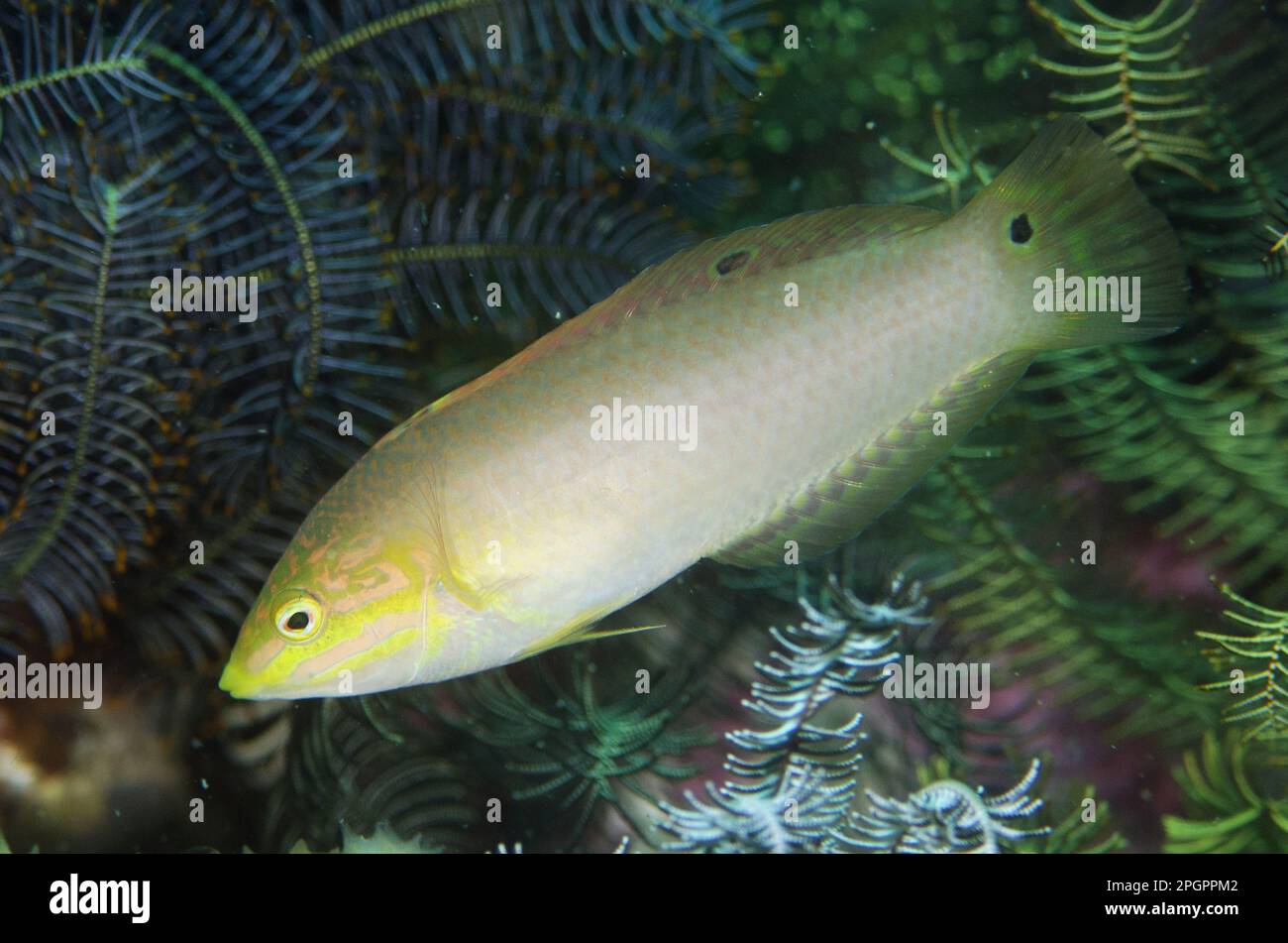 Green wrasse (Halichoeres solorensis) adult, swimming, Gili Mota Island ...