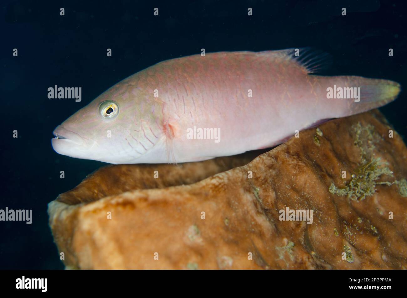 Cheek-lined wrasse (Oxycheilinus digramma), Cheek-lined Wrasse, Other ...