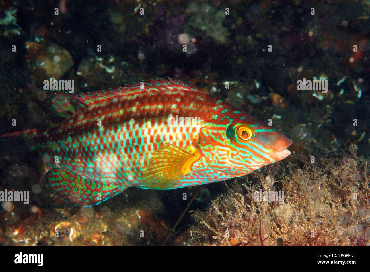 Corkwing corkwing wrasse (Symphodus melops) adult, in breeding colours ...