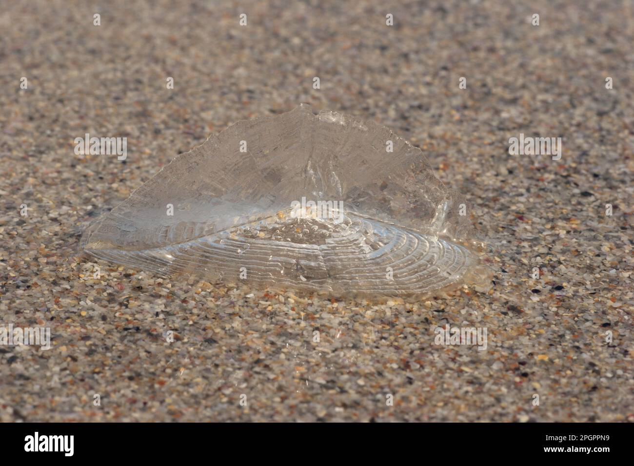 Velella (Velella velella), Sailor jellyfish, Jellyfish, Other animals ...