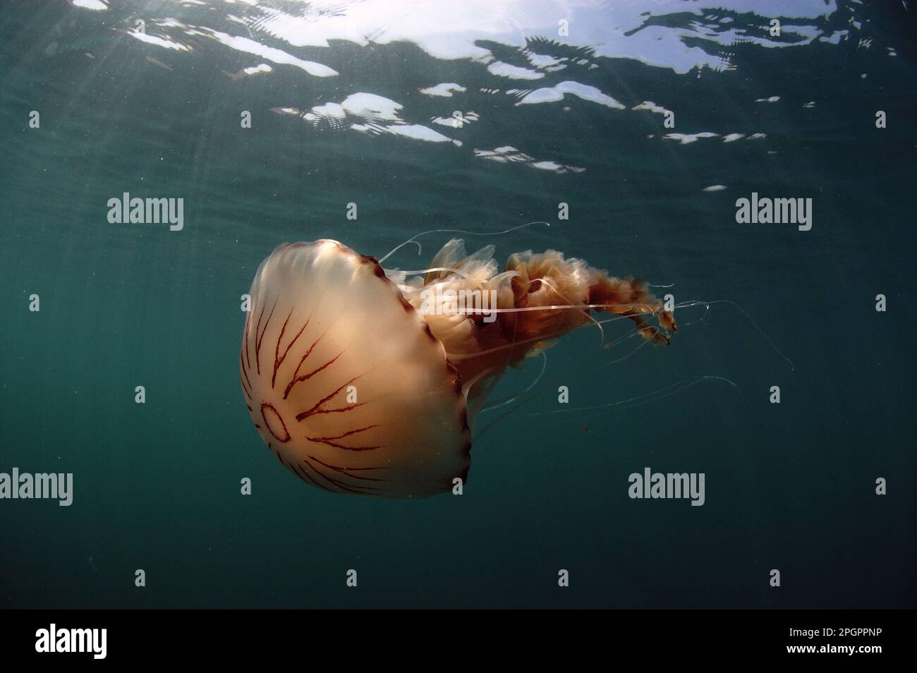 Compass Jellyfish (Chrysaora hysoscella) adult, swimming, Chesil Beach ...