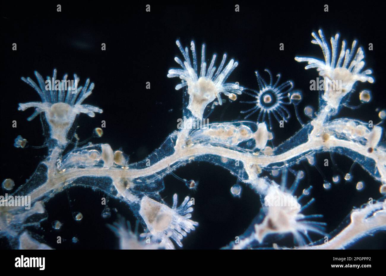 Hydroid (Obelia geniculata) Hydranthes, Gonothecus &, a medusa just ...