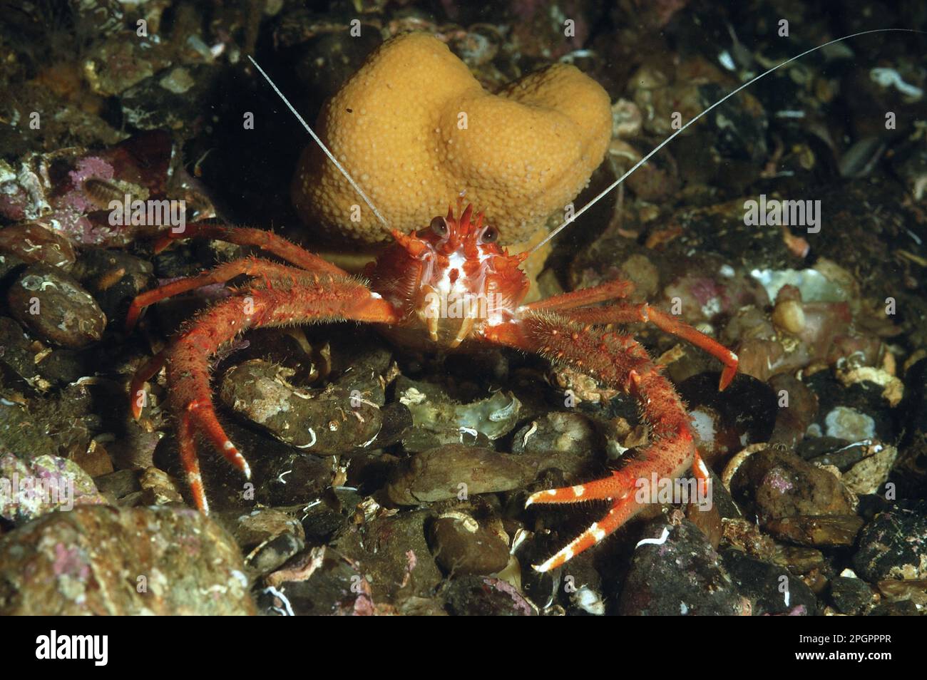 Long-clawed Squat Lobster (Munida rugosa) adult, in sea loch, Loch ...