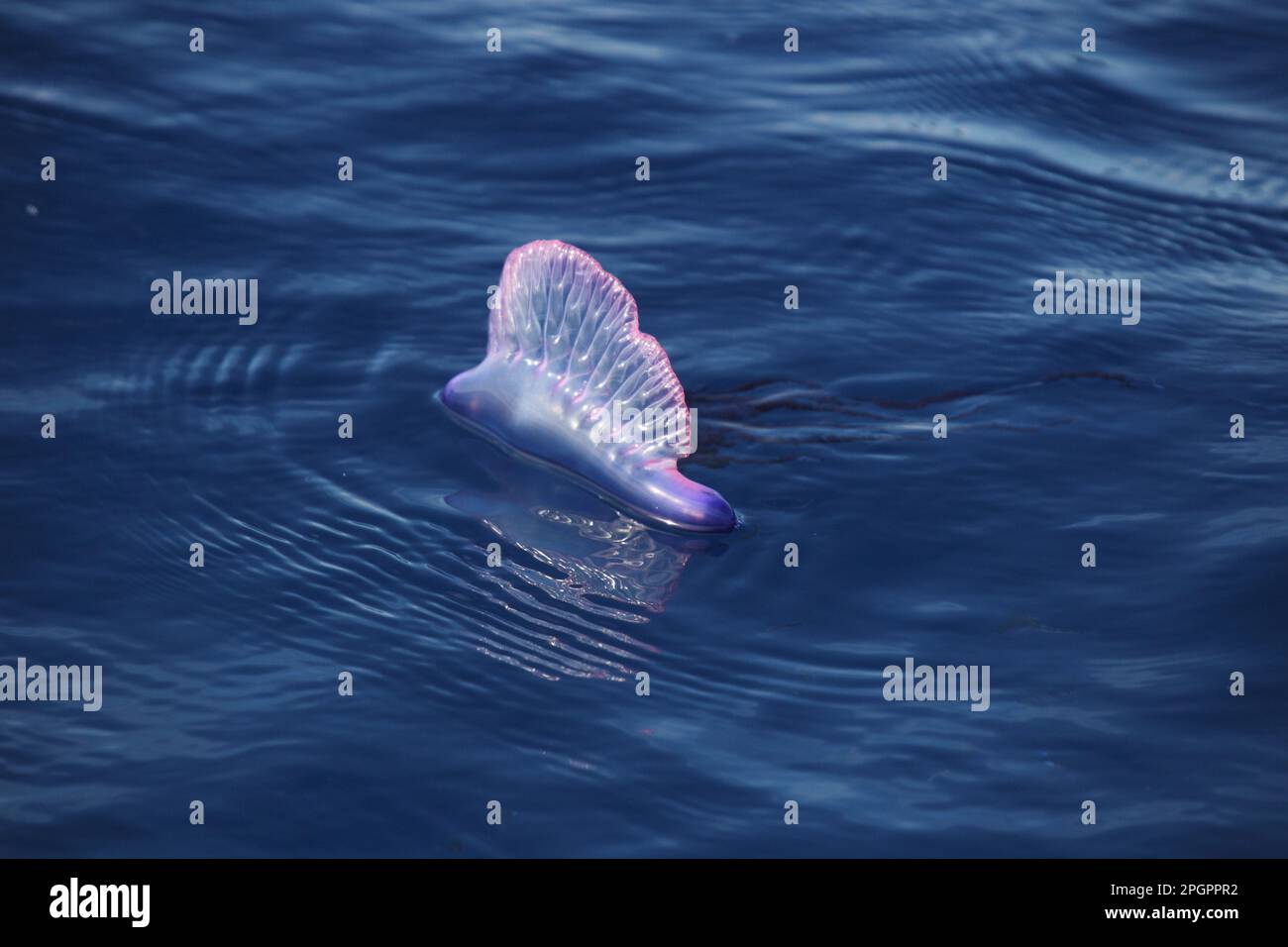 Portuguese Man of War (Physalia physalis) floating on ocean surface ...