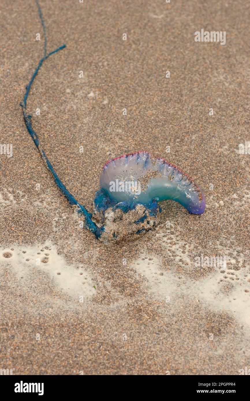 Portuguese Man of War (Physalia physalis) washed up on beach ...