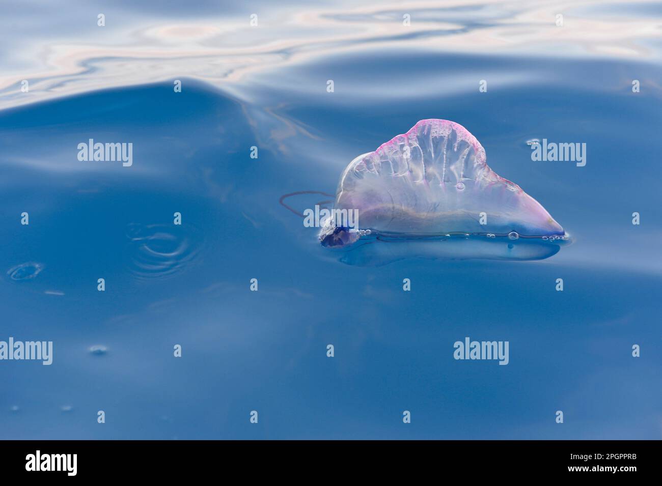 Portuguese Man of War (Physalia physalis) floating on ocean surface ...