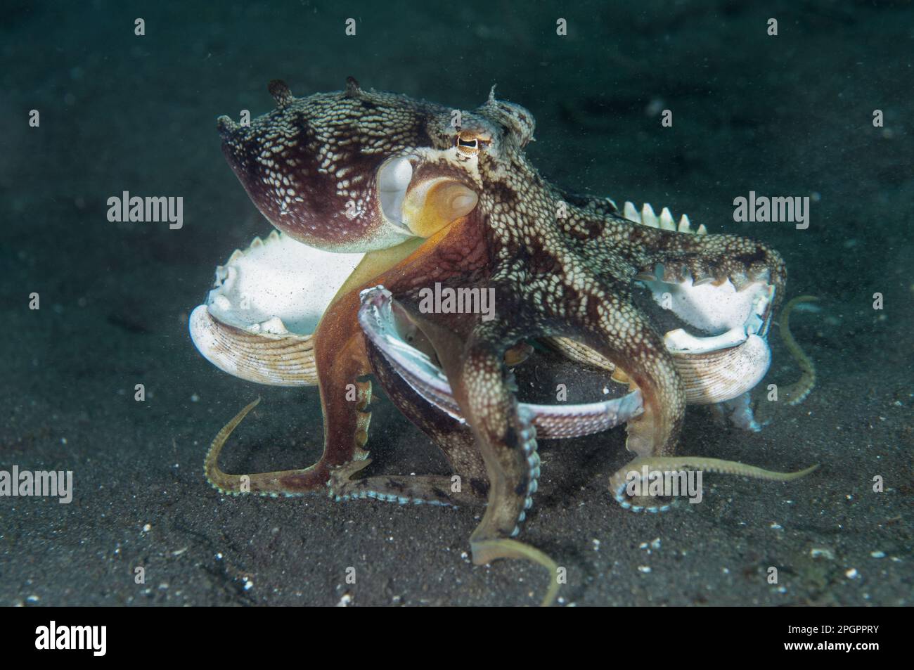 Coconut octopus (Amphioctopus marginatus) (Octopus marginatus), coconut ...