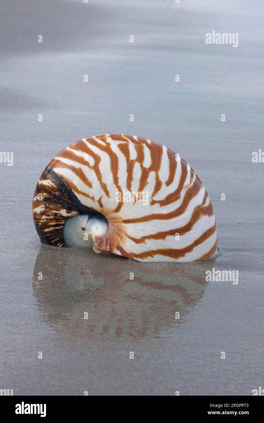 Chambered Nautilus (Nautilus pompilius) shell, washed up on beach, Ko ...