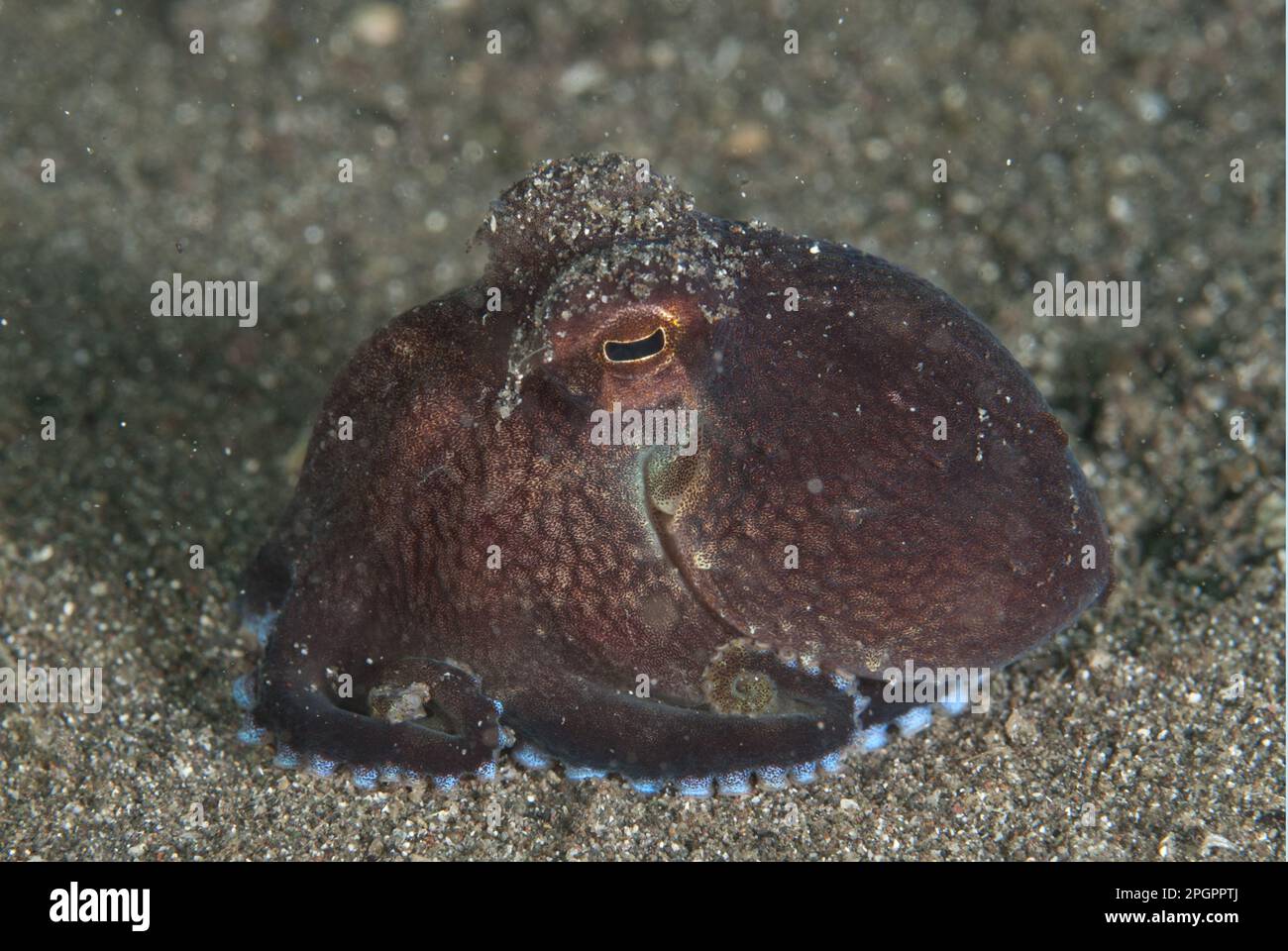 Veined Octopus (Amphioctopus marginatus) adult, on black sand, Lembeh ...