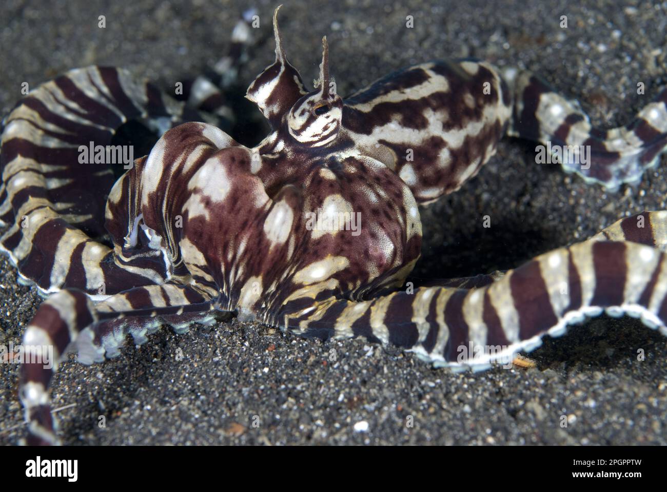 Octopus, Octopuses, Other animals, Cephalopods, Animals, Molluscs ...