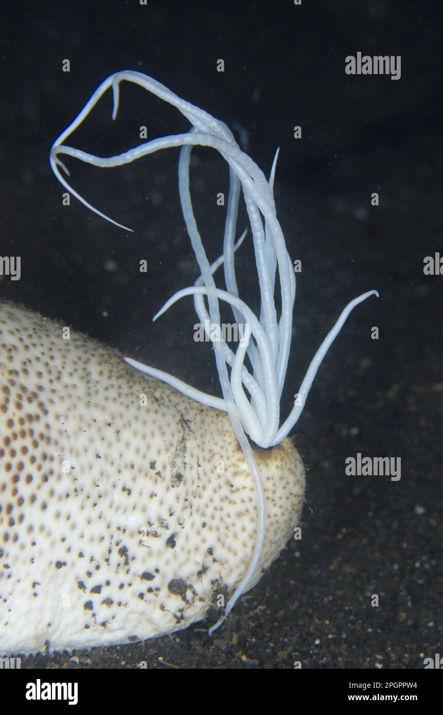 Sandfish hi-res stock photography and images - Alamy